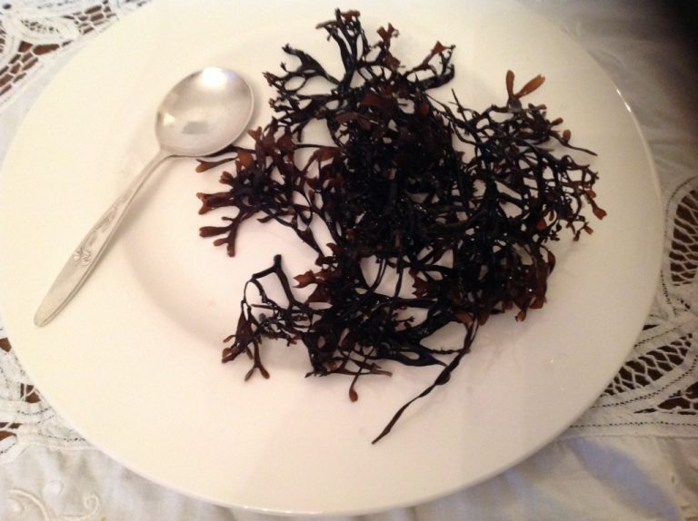 Organic Carrageen Irish Moss Chondrus-Crispus – Irish Seaweeds